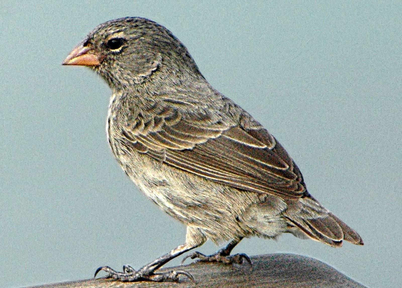 Birds at Home: Galapagos Finches