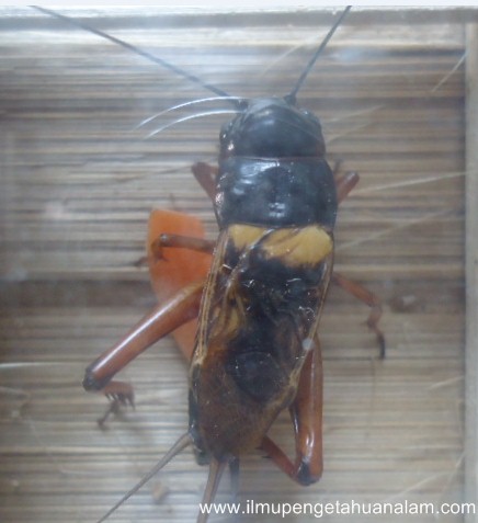 Ciri Khusus Jangkrik dan Fungsinya | Materi dan Soal Biologi