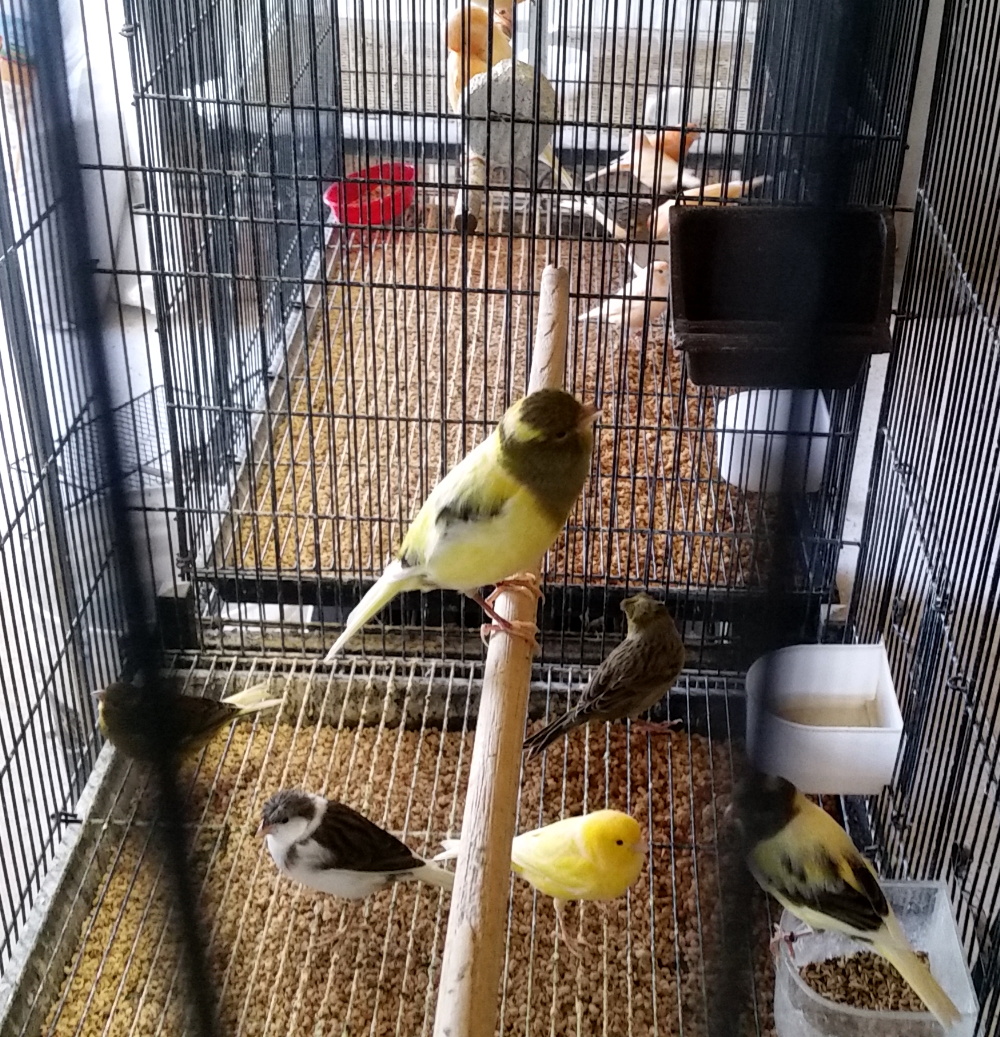 Canary One Aviary: PHOTOS