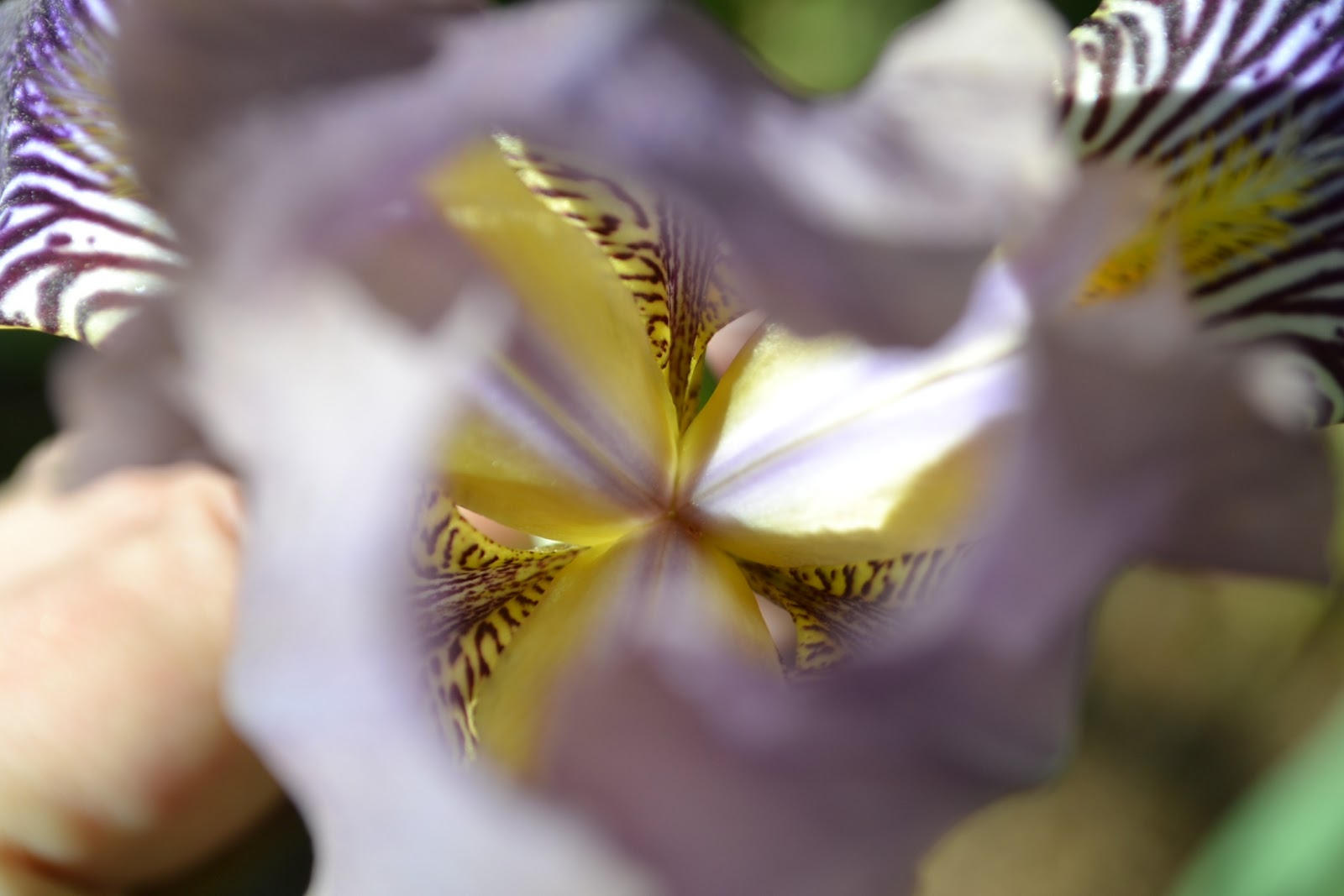 An Archivist's Miscellania: Iris