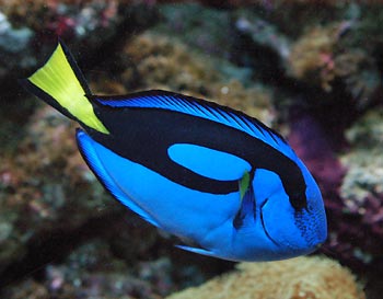 Blue Tang ~ Aquatic Animals