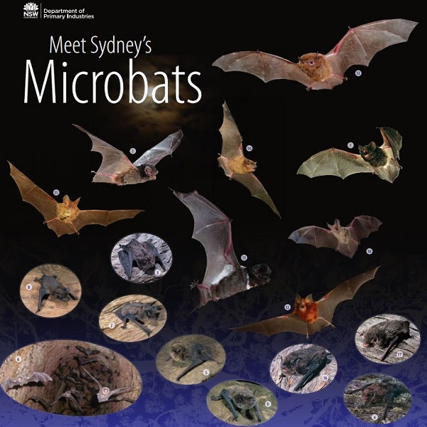 meet sydney's microbats - Australasian Bat Society