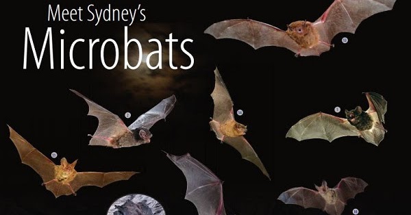 meet sydney's microbats - Australasian Bat Society