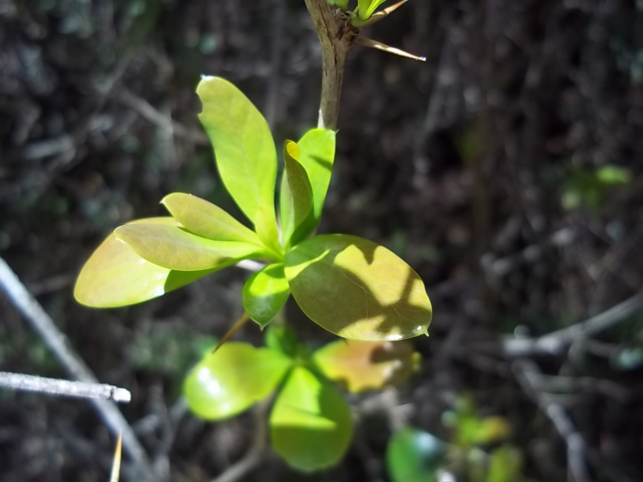Preservemos el Monte Serrano : Monte Serrano- Minas