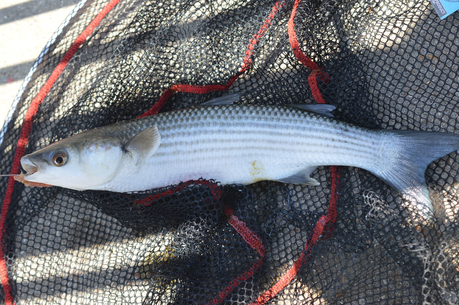 Ben Bassett - Fishing: 2017