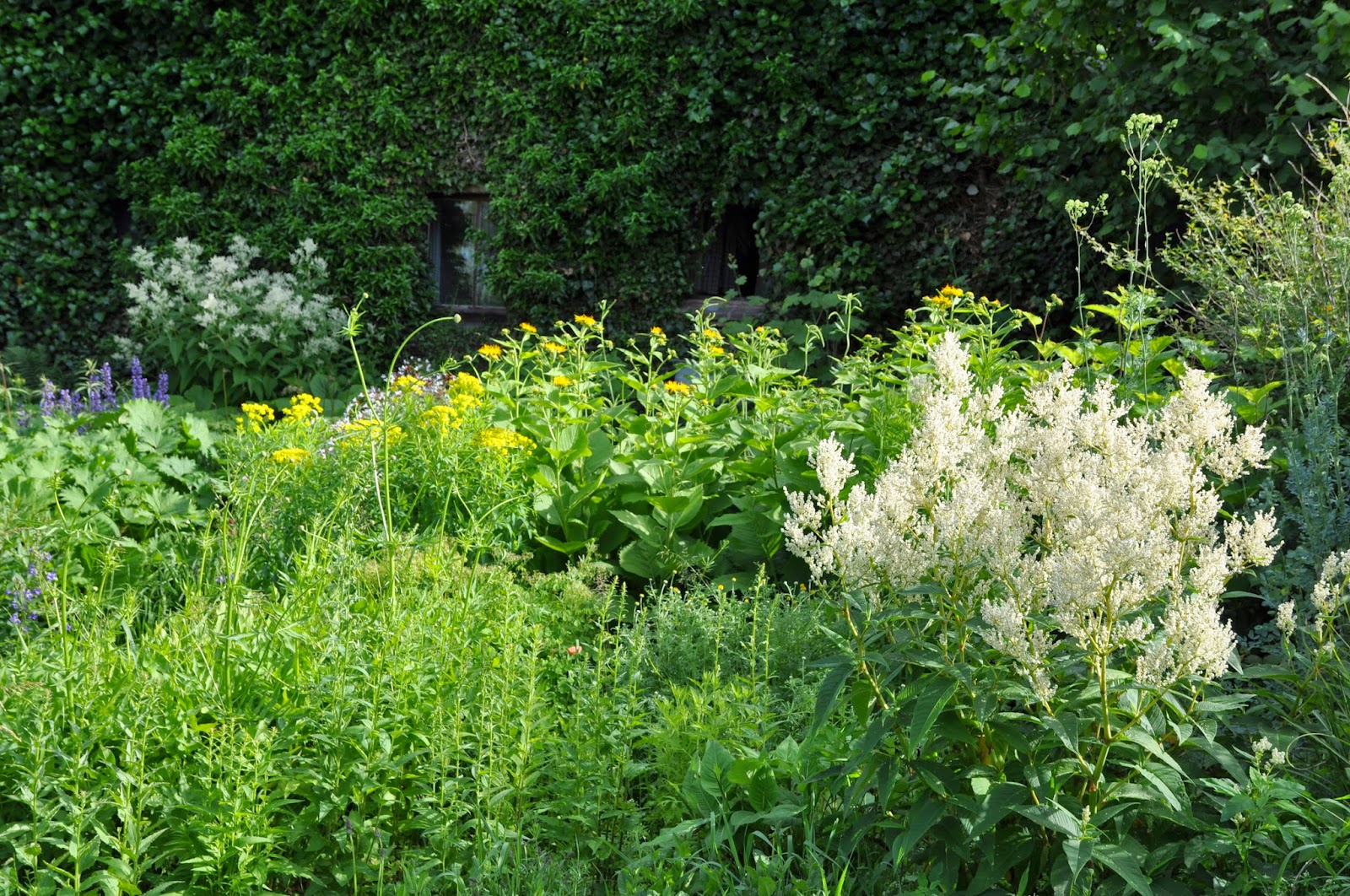 Staudengarten Gross Potrems: Polygonum polymorphum