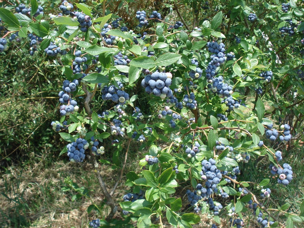PORTAL DO PARAÍSO: Mirtilo é a fruta da longevidade