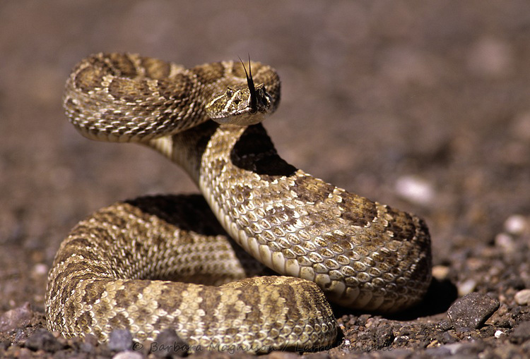 Inter-Canyon Fire Rescue: ICFR responds to Deer Creek Canyon Park for ...