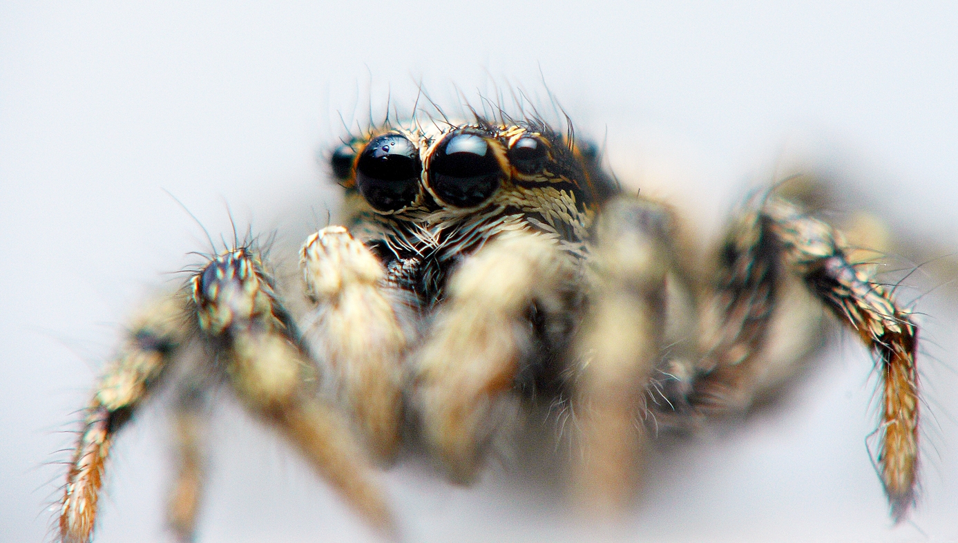 JJ's Photographic nature blog: March 2013