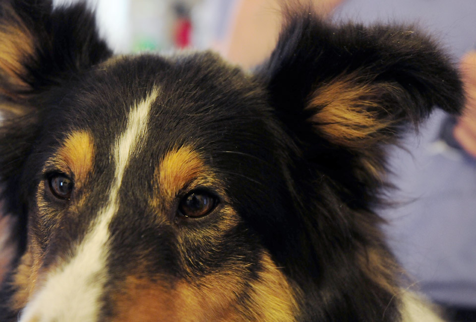 Tales to Wag about: a lesson in sheltie grooming