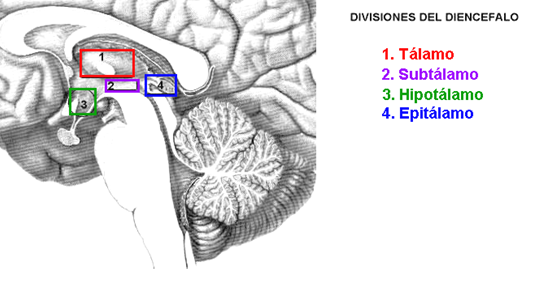 Neurociencias: DIENCÉFALO