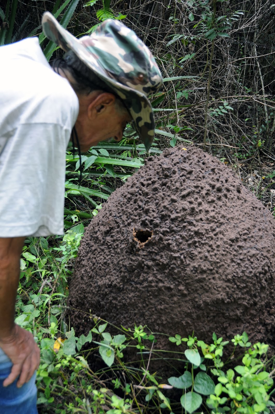 Cartacuba: El Comején