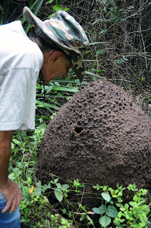 Cartacuba: El Comején