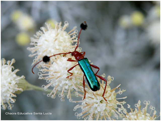 Chacra Educativa Santa Lucía: El verano es buena época para observar ...