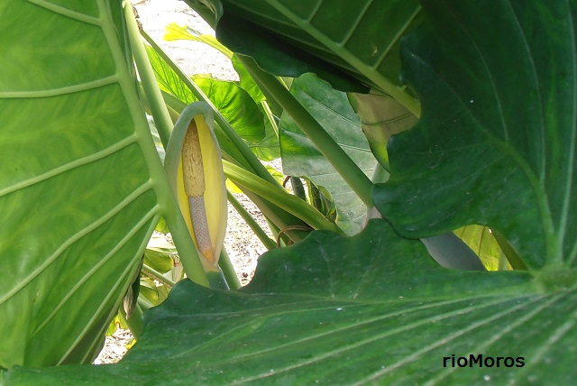 Espata | Plantas rioMoros