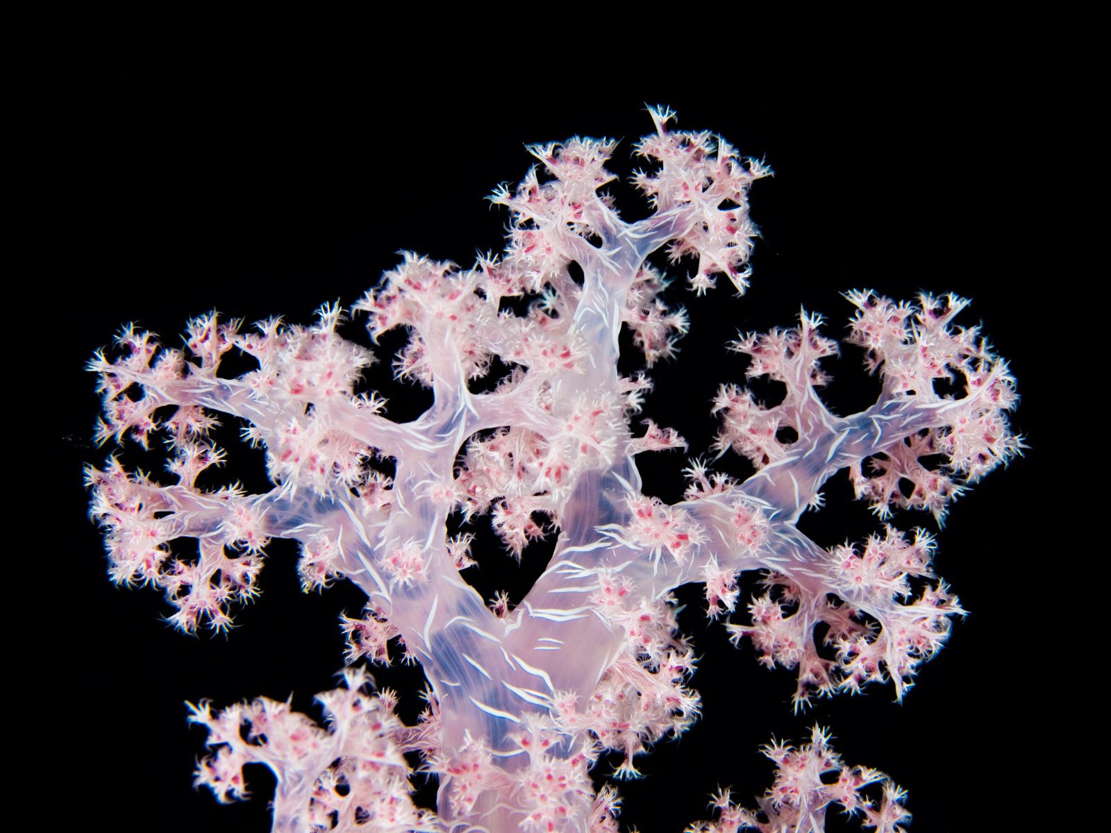 Underwater Photography... Photographer Nicholas Samaras ~ Pix Addictoin