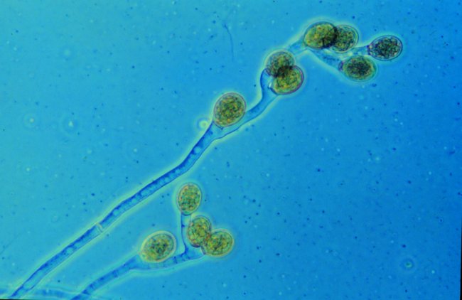 Variety of Life: April 2012