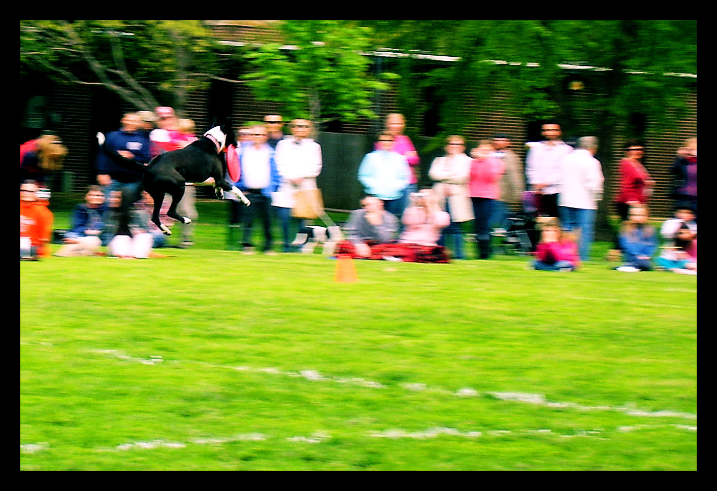 KC Disc Dog Photo Experiments – Clear & Concise