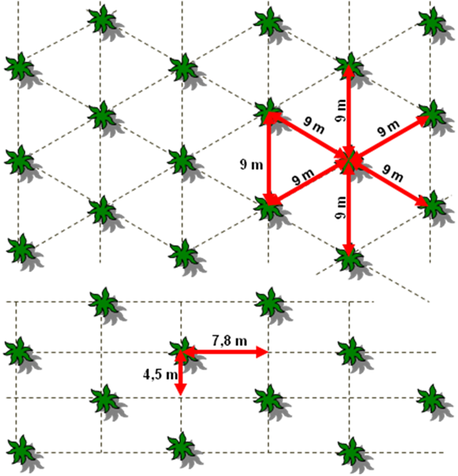 THE OIL PALM PLANTERS: KERAPATAN TANAM DAN CARA TANAM - BMP(3)