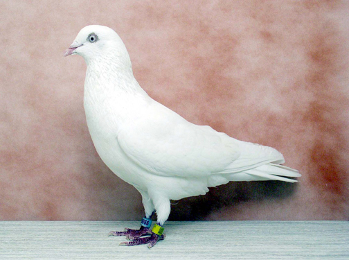 Cumulet | pigeon - Pigeons fall