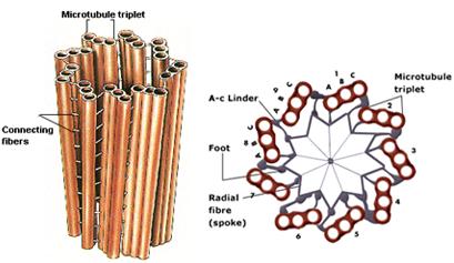 Senior Biology: Cell Organelles
