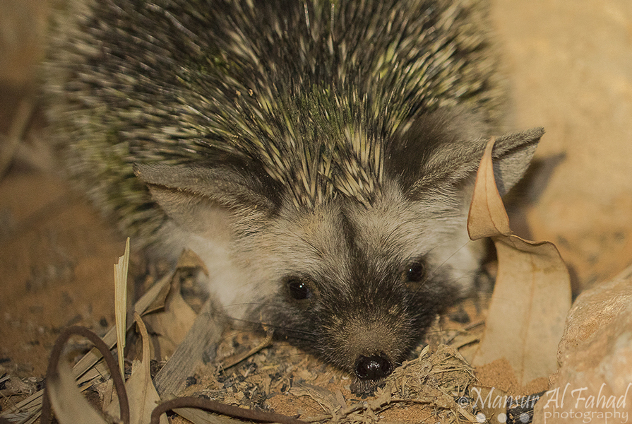 Birds of Saudi Arabia: Desert Hedgehog near Zulfi – Record by Mansur Al ...