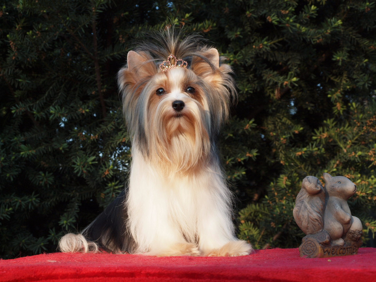 Biewer Yorkshire Terrier: Subarashil Biewer Yorkshire Terrier A La Pom Pon