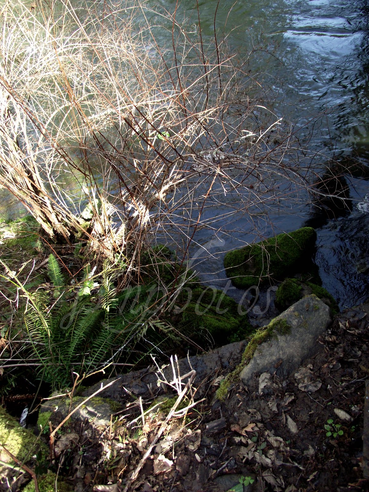 Photos by Jan: Triangle Lake, Oregon and Further Adventures