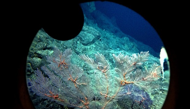 Newly discovered Deep-sea volcano a hotspot for mysterious life