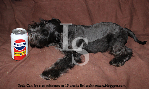 Schnauzer Paradise: Gallery