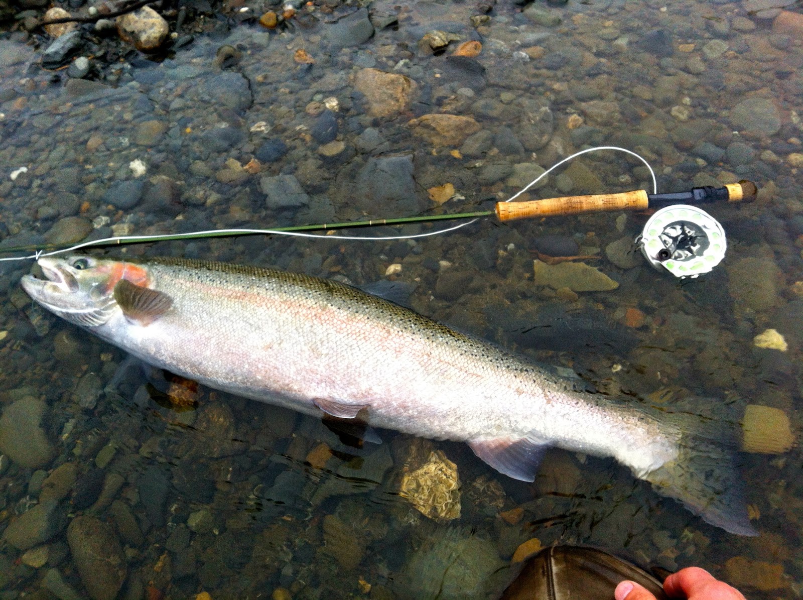 COOPER'S LANDING OHIO: SPRING STEELHEAD ALASKA STYLE