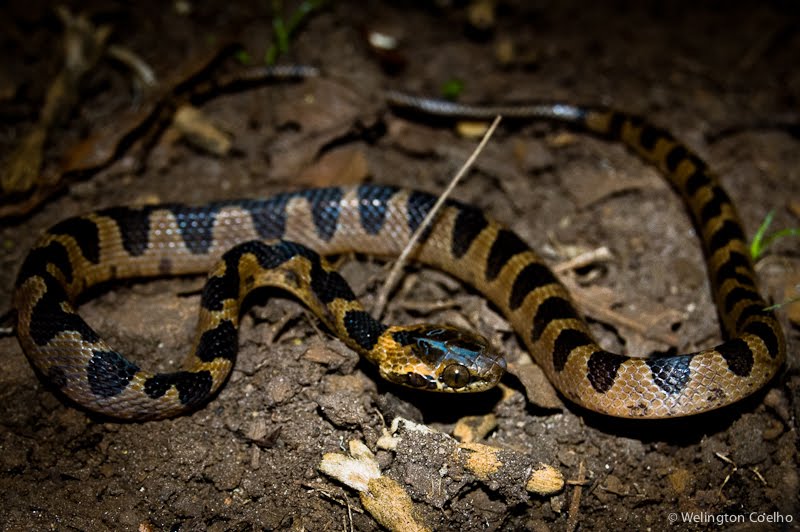 Anfíbios e Répteis do Brasil: Leptodeira annulata (Linnaeus, 1758)