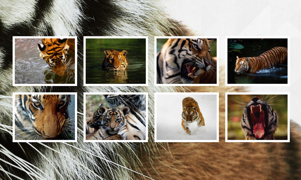 Great Kid Books: WWF Together - brilliant app for animal lovers, young ...