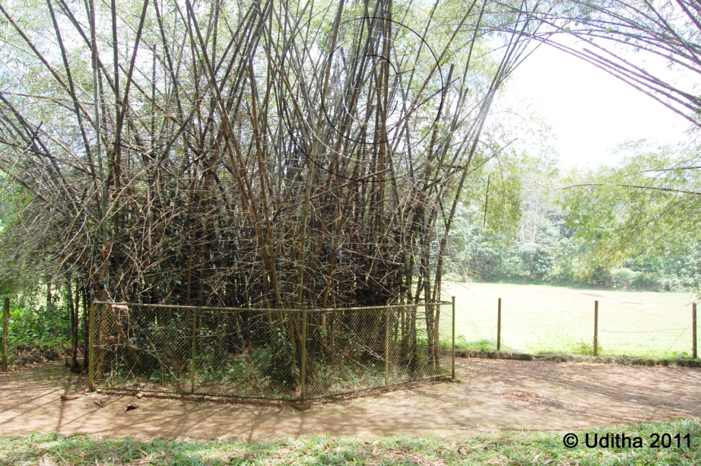 FOREST BIRD: The HistoricThorny Bamboo of Pethangoda
