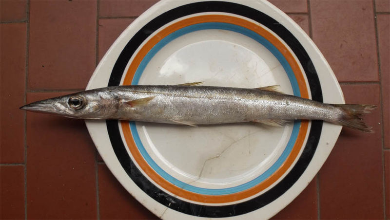 Artes de Pesca: VAMOS A PESCAR ESPETÓN