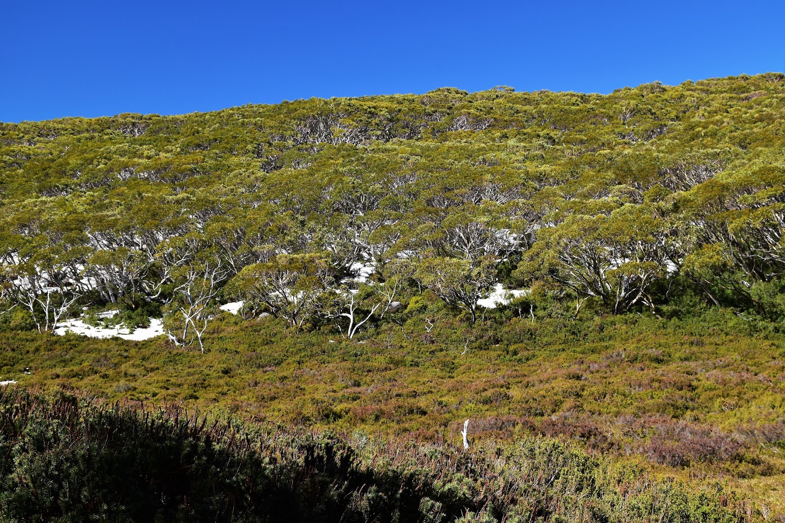 Goin' Feral One Day At A Time: Baw Baw Village Circuit, Baw Baw ...