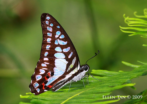 Butterflies of Singapore: Life History of the Blue Jay