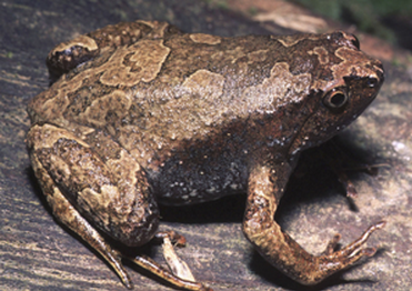 Species New to Science: [Herpetology • 2002] Kaloula walteri | Walter's ...