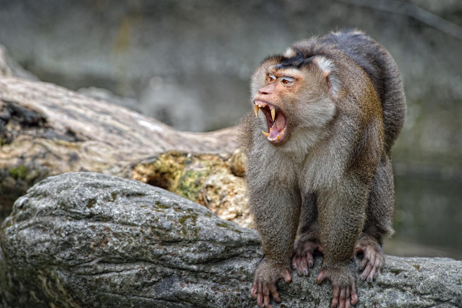 The Amazing Life: Pig-tailed Macaque
