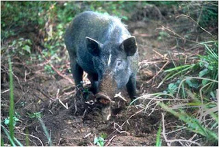 GUAMYoungChampions: An Invasive Species: Feral Pigs
