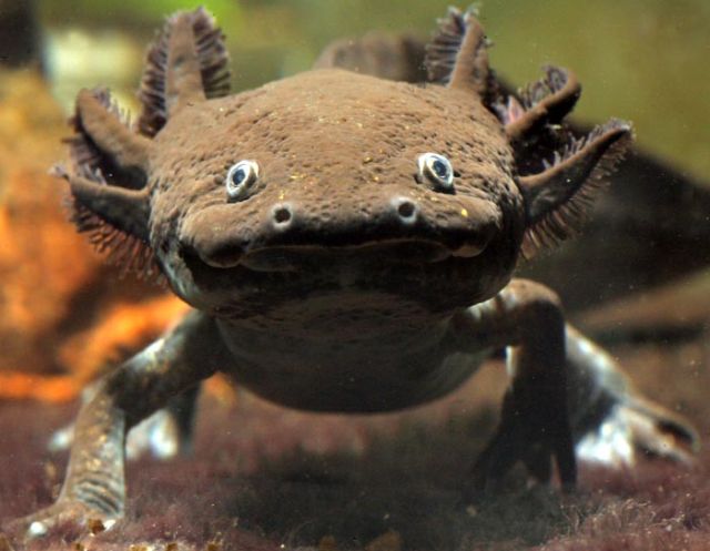 White Wolf : Meet Axolotl (Ambystoma mexicanum) "the Happiest Animal in ...