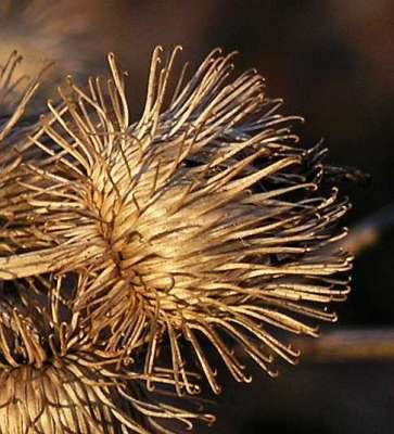 Two Fat Hens: Burdock Root and the Invention of Velcro