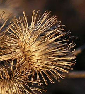 Two Fat Hens: Burdock Root and the Invention of Velcro