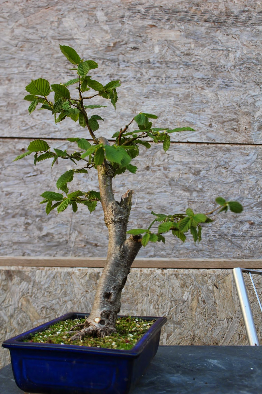 Bonsai en Bogen: bonsai Hazel var. Webs Prize Cobb - update
