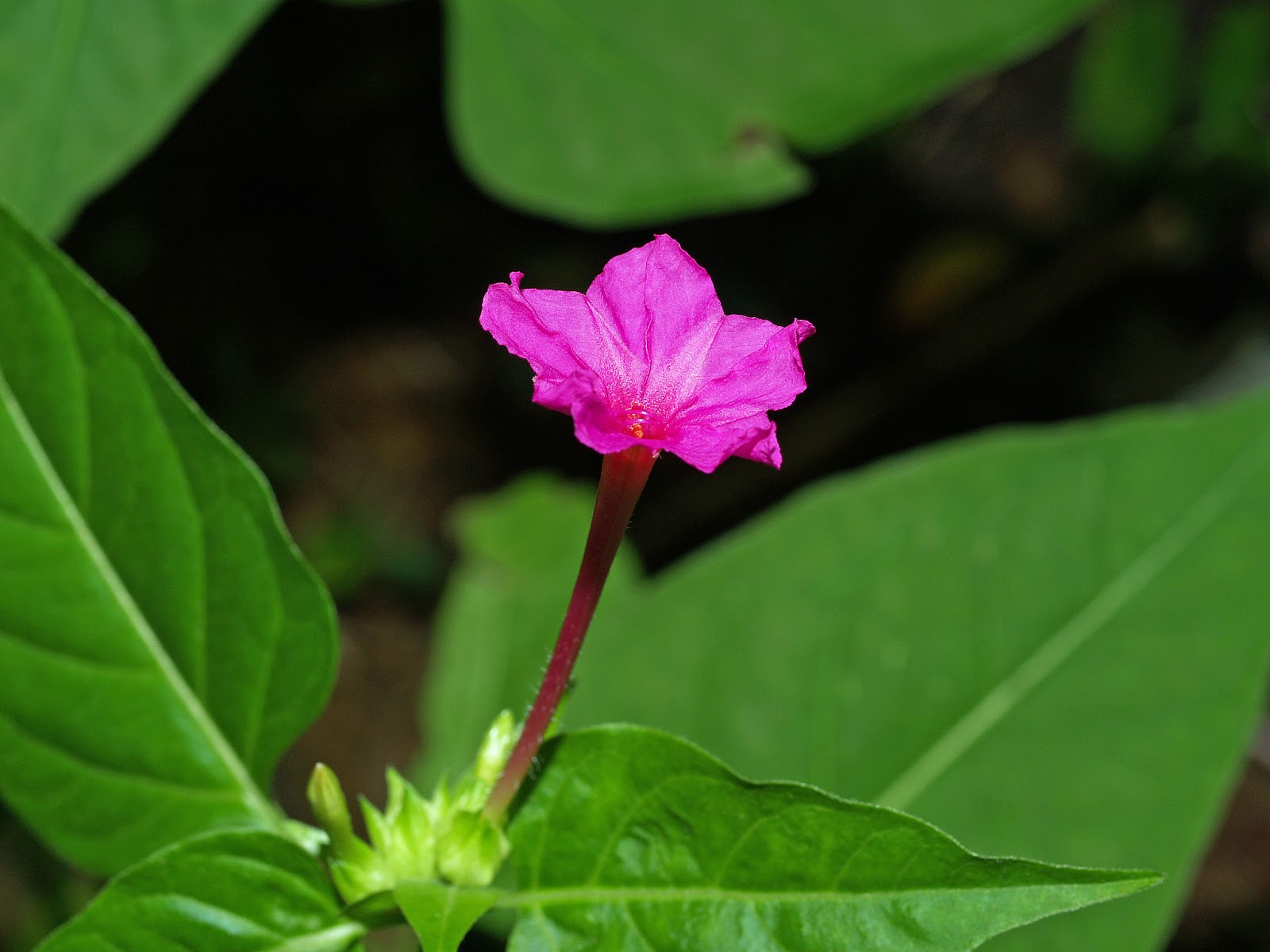 Flora de Puerto Rico Ilustrada Papo Vives: NYCTAGINACEAE Mirabilis ...