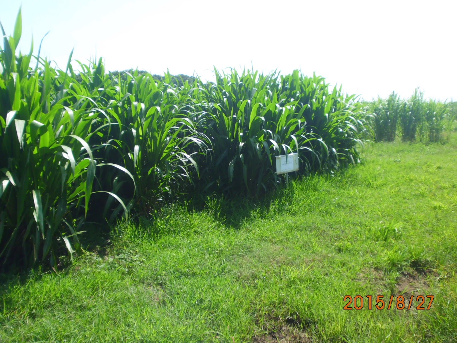 GUIA PARA LA PRODUCCION Y MANEJO DE PASTOS PARA GANADO BOVINO