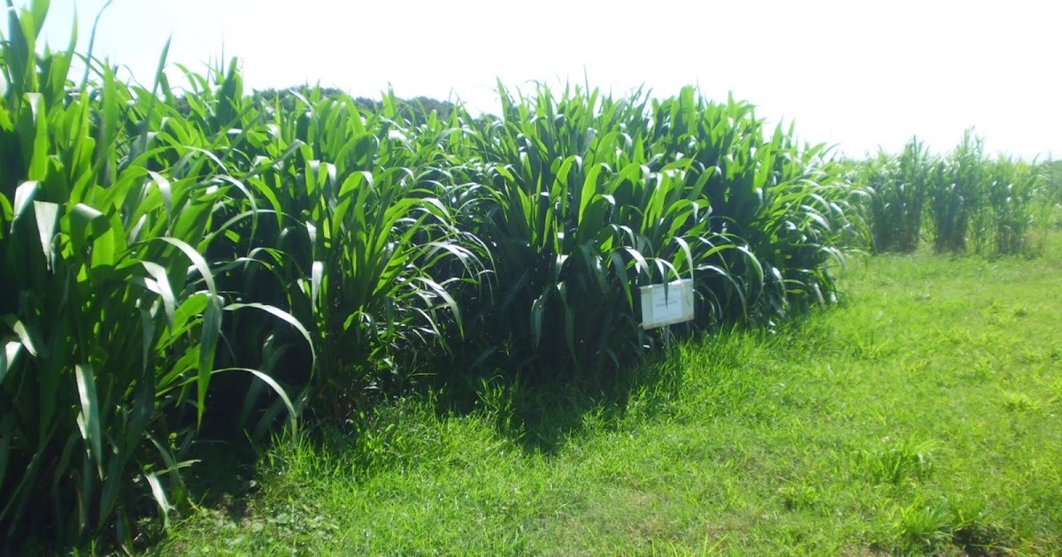 GUIA PARA LA PRODUCCION Y MANEJO DE PASTOS PARA GANADO BOVINO