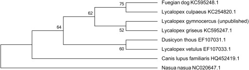 More on the Fuegian "dog" (actually a fox) | Patagonian monsters