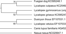 More on the Fuegian "dog" (actually a fox) | Patagonian monsters