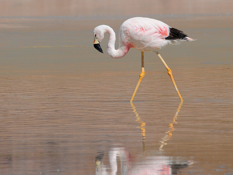 MONUMENTO NATURAL LAGUNA DE LOS POZUELOS: Parina Grande
